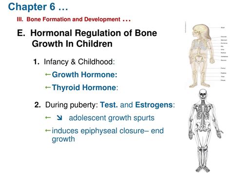 Ppt Hormonal Regulation Of Bone Growth From Infancy To Adulthood Powerpoint Presentation Id