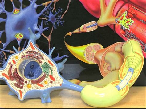 Neuron Diagram Quizlet