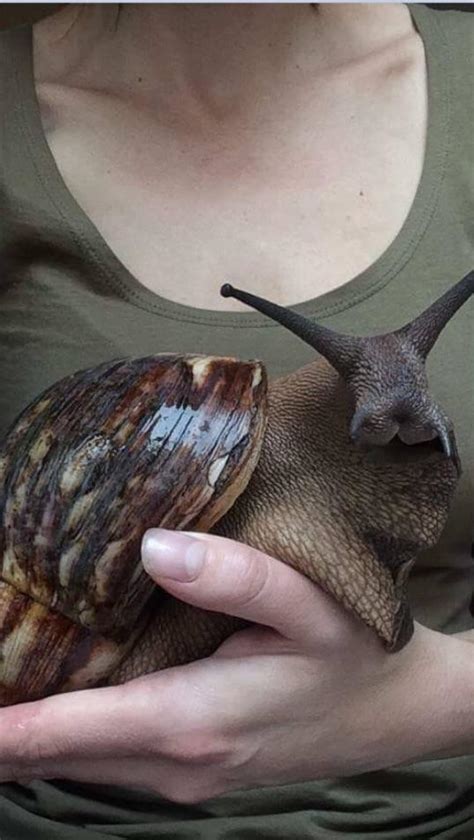 Cursed Snail R Cursedimages