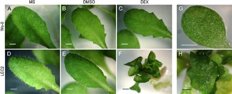 Lec2 Overexpression Alters The Leaf Morphology To Resemble Download Scientific Diagram