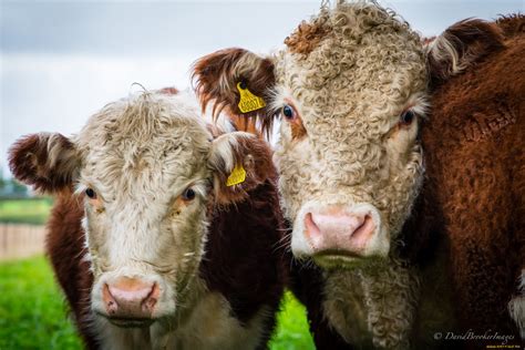 Кудрявая корова 67 фото