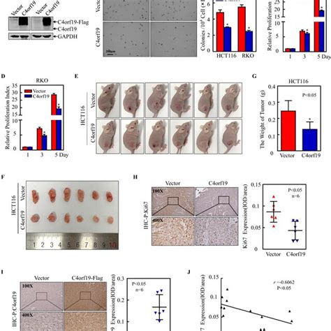 Cdk6 Is An Effector Of C4orf19 To Inhibit Crc Cell Cycle Progression A