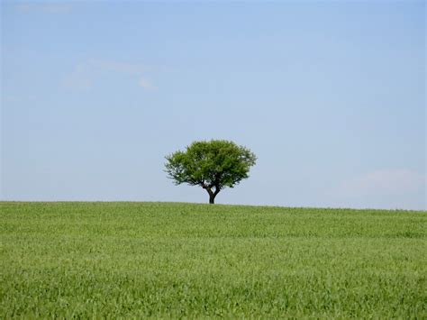 무료 이미지 경치 나무 수평선 습지 식물 하늘 들 목초지 대초원 언덕 수확고 목장 흙 농업 평원 고원 서식지 생태계 스텝 농촌 지역