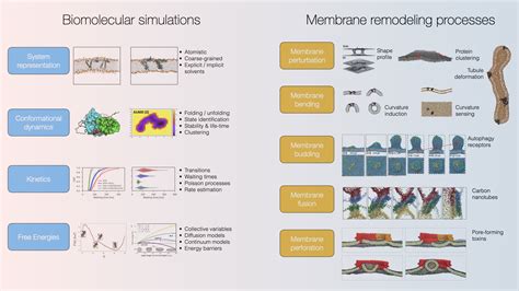 Institute Of Biochemistry Ii │ Goethe University Medical Faculty Frankfurt Computational Cell