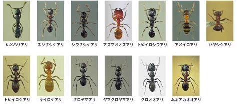 J ANT イメージ検索北海道地方のアリ種