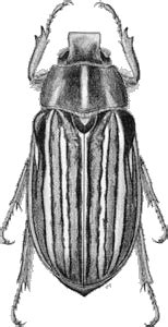 Generic Guide To New World Scarab Beetles Scarabaeidae Melolonthinae