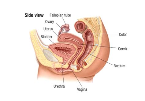 Pelvic Exenteration Radical But Positive For Carefully Selected Patients With Pelvic Cancer