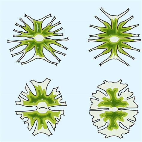 Hơn 50 Pyrenoid Body ảnh Hình Chụp And Hình ảnh Trả Phí Bản Quyền Một Lần Sẵn Có Istock