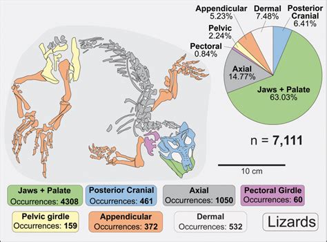 Fragmentary Fossils Help Tell The Whole Evolutionary Story Natural