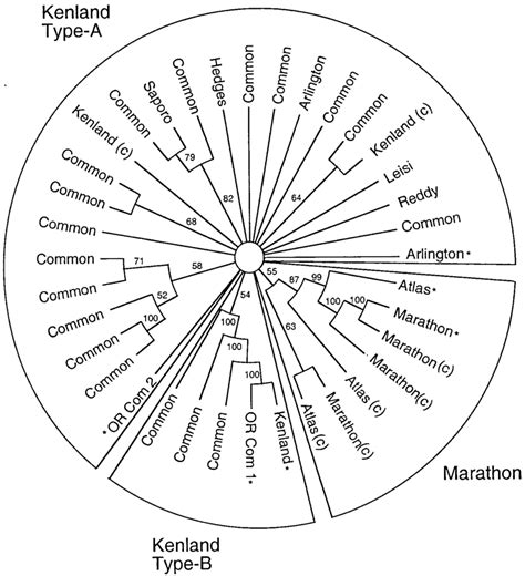 Maximum Parsimony Analysis Using A General Heuristic Search Model Of 12 Download Scientific