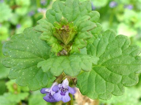 Ground Ivy Glechoma Hederacea Pictures