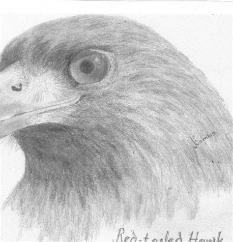 Redtail Hawk By Jokarenk