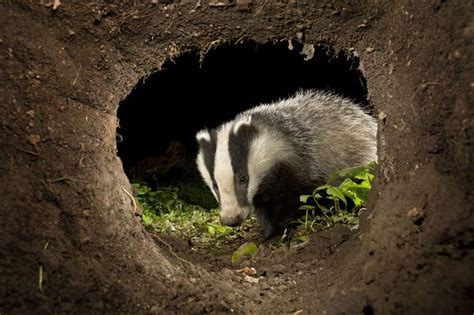 Ask The Naturalist Do Badgers Hibernate