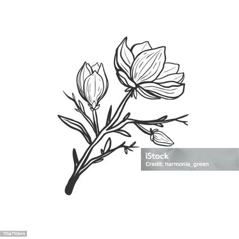 흰색에 고립 된 꽃과 아름다운 목련 가지 검은 색과 흰색 벡터 그림손으로 그린 목련 꽃꽃 0명에 대한 스톡 벡터 아트 및 기타 이미지 Istock