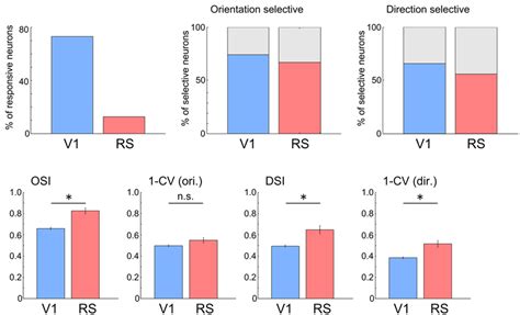 Orientation And Direction Selectivity In The Rs A Proportion Of Download Scientific