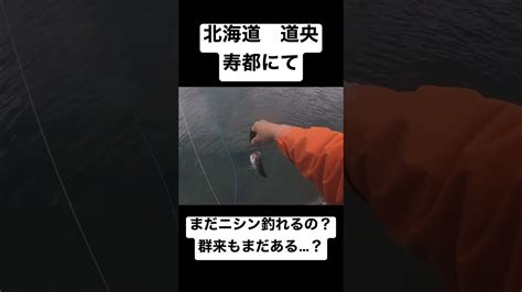 寿都で4月下旬にニシン釣れるの 北海道 釣り shorts 釣り動画