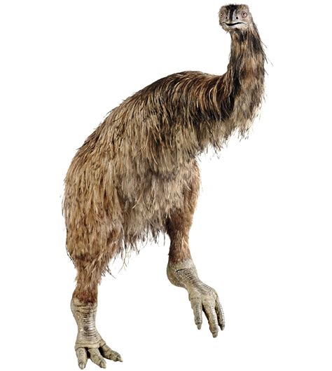 Learn How Scientists Turned Extinct Birds Into Life Like 3 D Animations Audubon
