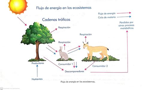 Liceo Los Ángeles Flujo De EnergÍa De Los Ecosistemas Ciencias