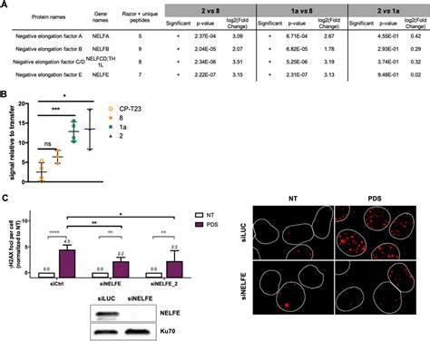 Nelf Complex Interact With G4 Structures And Modulates The Cellular