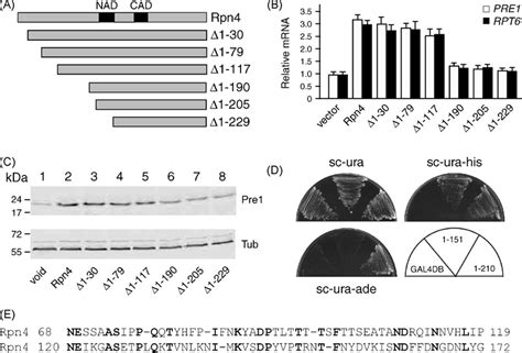 The N Terminal Region Of Rpn4 Harbors A Major Transactivation Domain Download Scientific