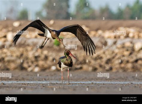 Black Stork Ciconia Nigra In Flight The Black Stork Ciconia Nigra Is A Large Wading Bird In