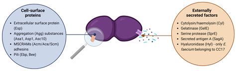Dissemination Of Enterococcal Genetic Lineages A One Health Perspective
