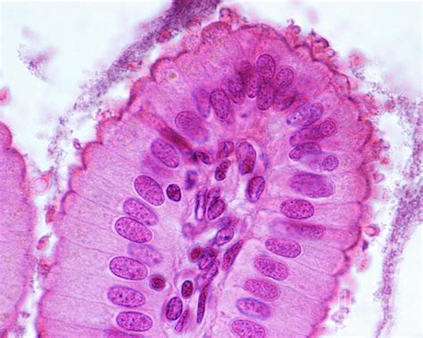 Simple Columnar Epithelium 16 By Science Photo Library