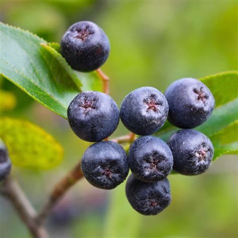 16 Unique Berry Bushes That Will Take Your Garden To The Next Level