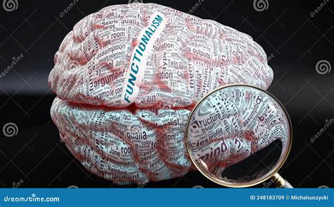 Functionalism In Human Brain Stock Image Image Of Functionalism Human 248183709