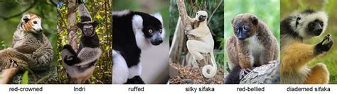 Lemur Facts Animal Facts Encyclopedia