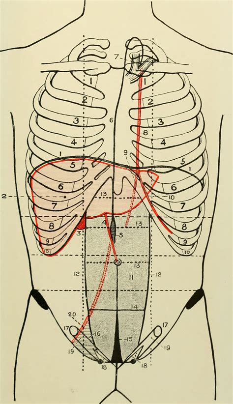 Heart Bypass Surgery Explained In Incredible Pictures • Myheart Heart Bypass Surgery Explained In Incredible Pictures • Myheart