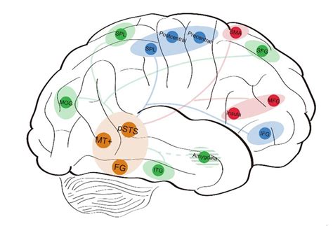Researchers Discover Distributed Brain Network Underlying Neural