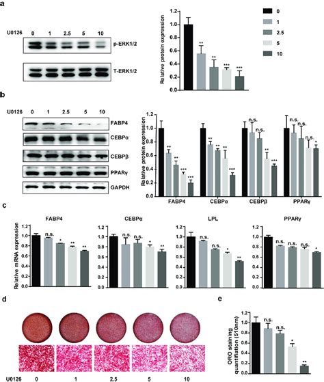 Mek Erk12 Pathway Inhibition Suppressed Adipogenic Differentiation