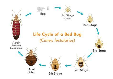So You Think You Have Bed Bugs Now What Northwest Exterminating