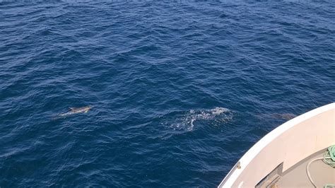 Cetaceans Object Detection Dataset By Cetaceans