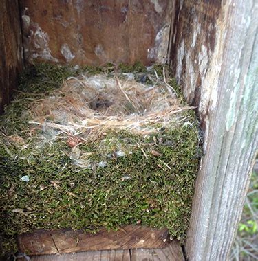 Carolina Chickadee Nest And Eggs Avian Report