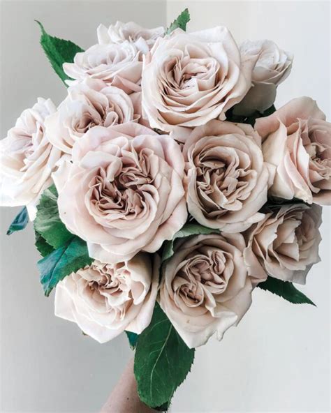 Westminster Abbey Rose Facts Season And Where To Buy