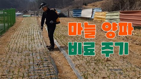마늘 양파 비료 주기구근비대제 Youtube