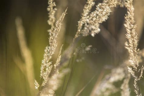 Summer Random Grass In The Sunset Stock Image Image Of Sunshine