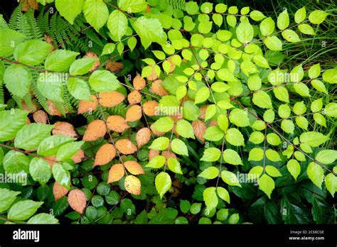 Colorful Compound Leaf Patterns Of Devils Walking Stick Or Hercules