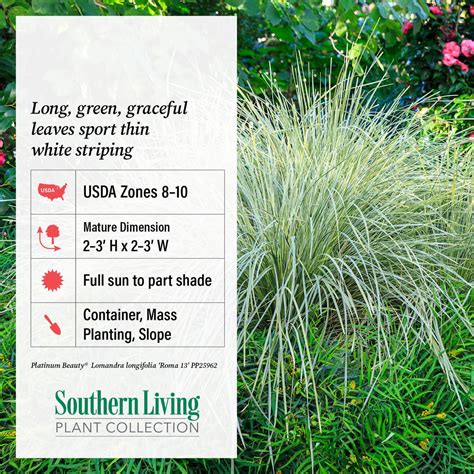 Platinum Beauty Lomandra Shop Plants By Mail
