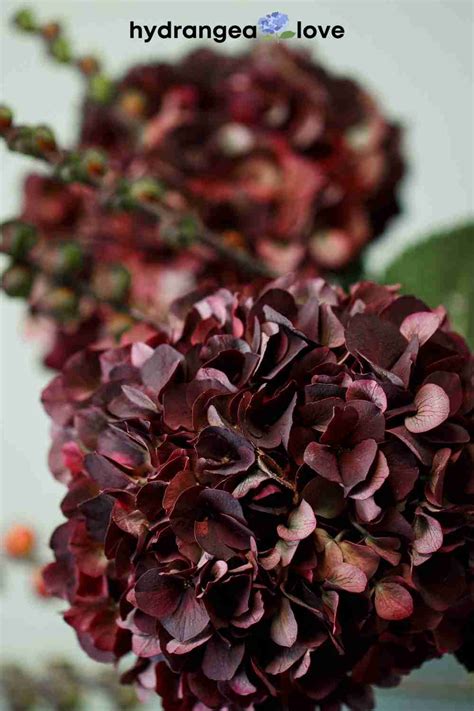 Hydrangea Hues Understanding Color In Your Hydrangea Garden Hydrangea Love