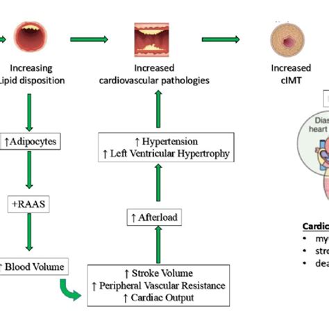 Pathological Relationship Between Obesity Hyperlipidaemia And