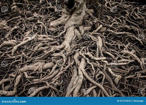 Old And Messy Tree Roots Stock Photo Image Of Structure