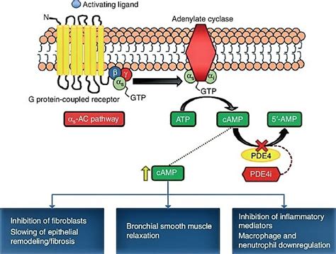 What Is Phosphodiesterase 4 Pde4