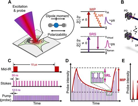 Delong Zhang On Linkedin Inspire Single Beam Probed Complementary Vibrational Bioimaging