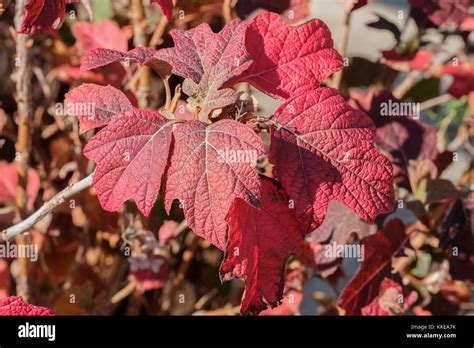 Red Oakleaf Hydrangea Leaves In Autumn Hydrangea Quercifolia Oklahoma