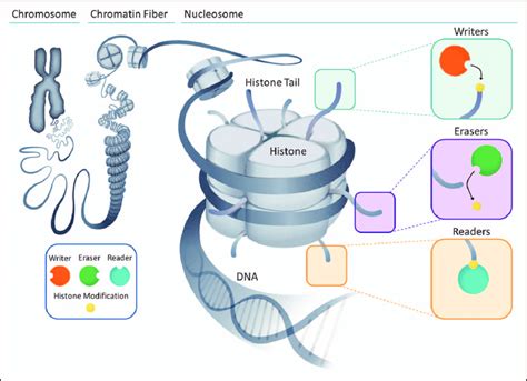 Chromatin Is Comprised Of Dna And Proteins That Generate A Compact Download Scientific Diagram