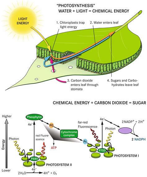 Photosynthesis Diagram