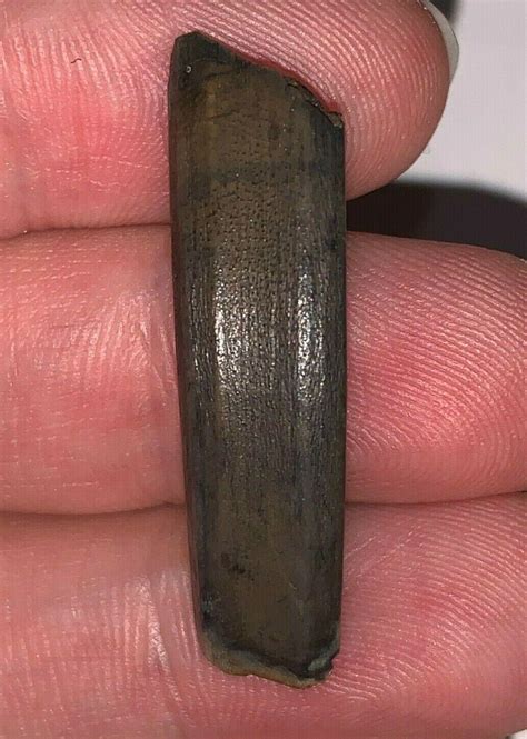 Rare Ice Age Fossil Extinct Capybara Incisor Neochoerus Florida